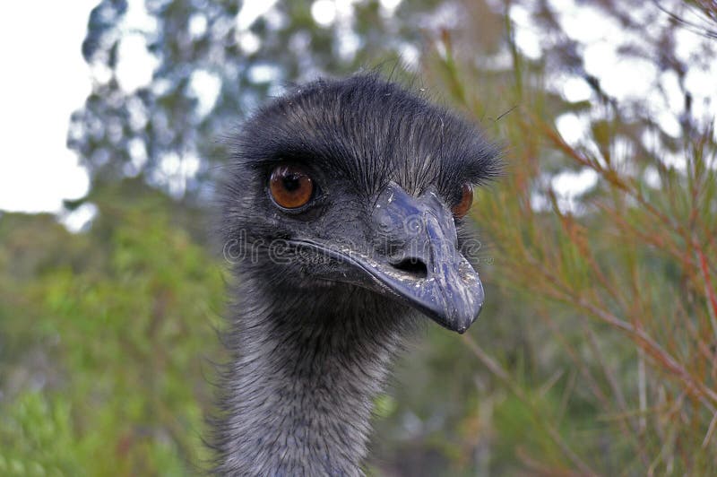Emu Gezicht stock foto. Image of vogels, australisch, emoe - 4536