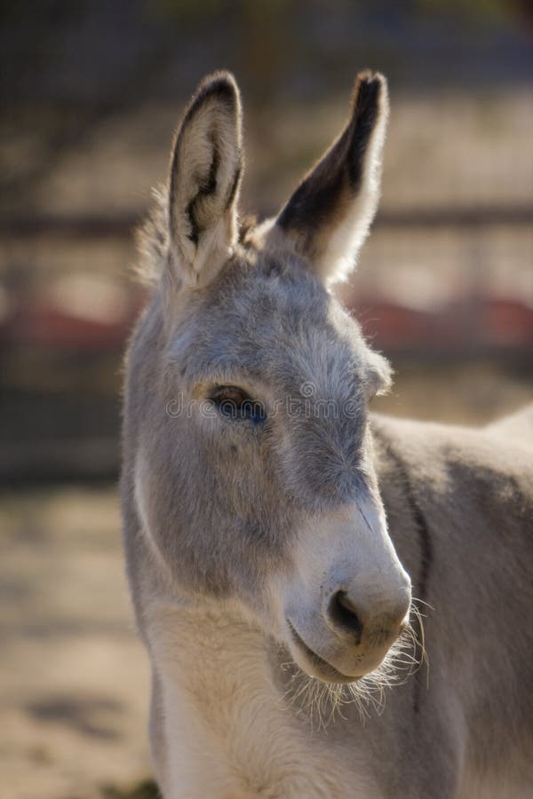 Het gezicht van de ezel stock afbeelding. Image of schot - 7197495