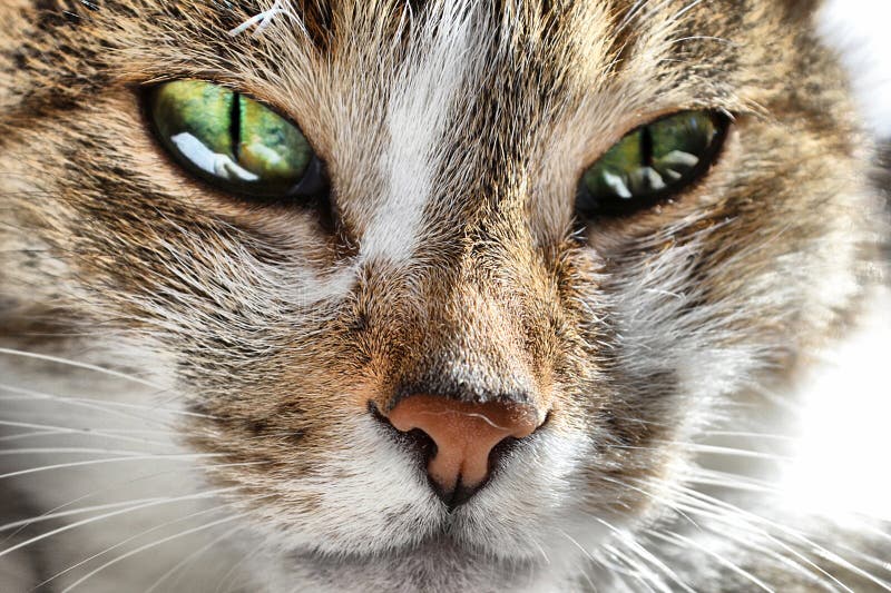 Het Gezicht Van De Kat, De Ogen Van De Kat Stock Afbeelding - Image of ...