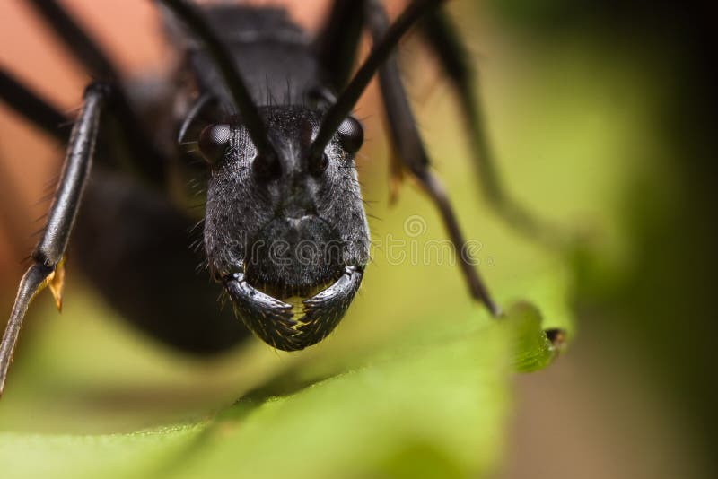 Het Gezicht van de mier stock afbeelding. Image of been - 7869607