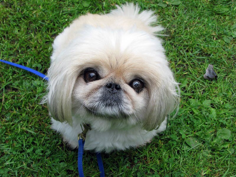 Pekinees stock afbeelding. Image of uitziend, room, kijk - 8802723