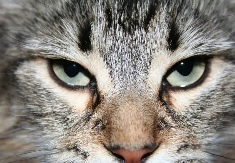 Het gezicht van katten stock afbeelding. Image of zoogdieren - 4315737