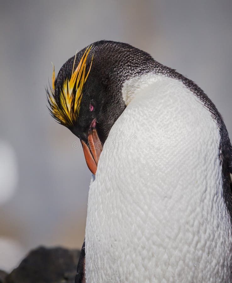 Macaronipinguïn Die Van Het Overzees Lopen Stock Afbeelding ...