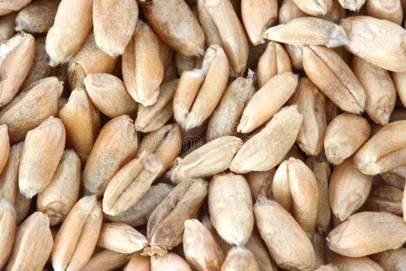 Het Graan Dichte Omhooggaand Van De Rogge Stock Foto - Image of één ...