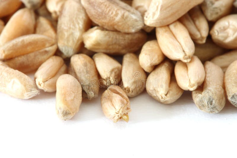 Het Graan Dichte Omhooggaand Van De Rogge Stock Afbeelding - Image of ...