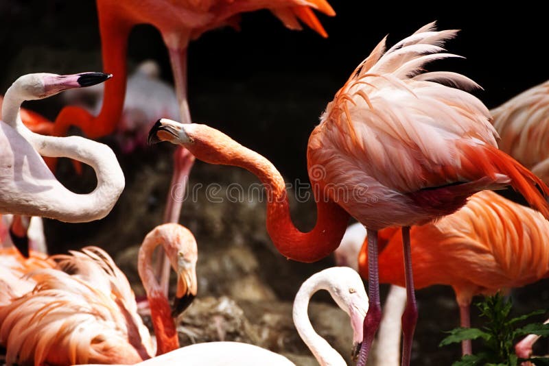 Rode flamingo's in kolonie stock afbeelding. Image of rood - 97588093