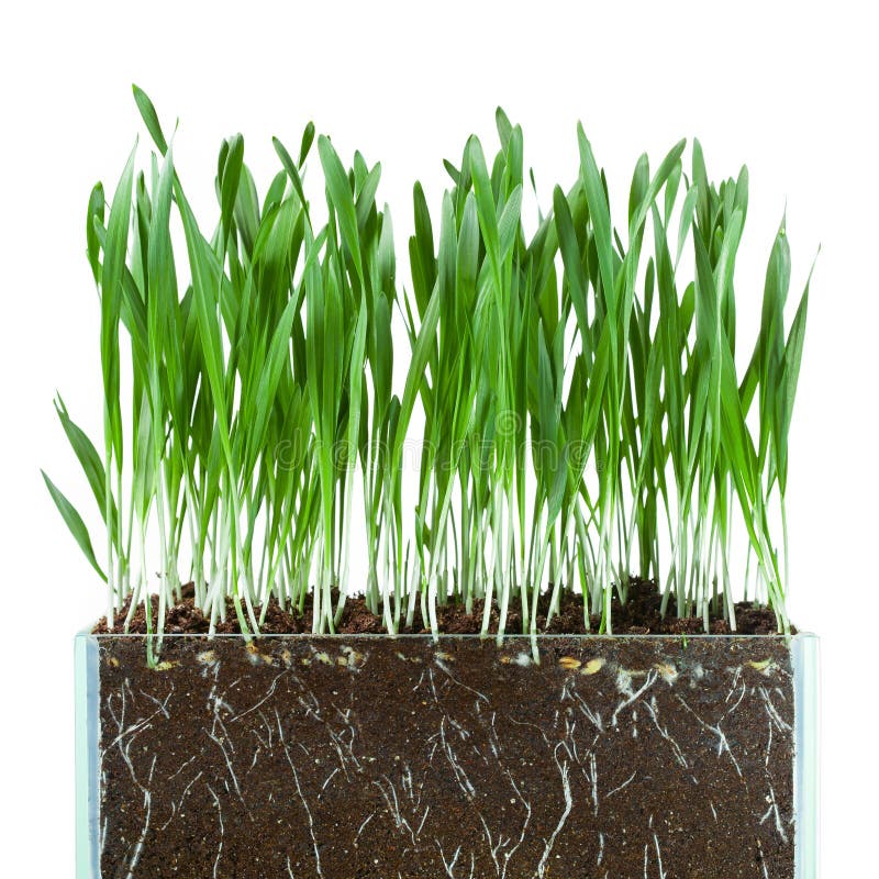Het Gras En De Wortels Van De Haver Stock Afbeelding - Image of ...