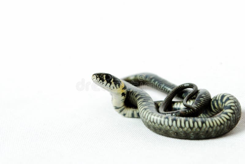 Grasslang stock foto. Image of koude, gras, sluit, landschap - 215048206