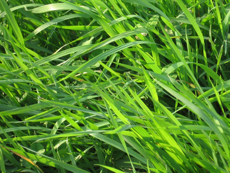 Wilde Grassen stock afbeelding. Image of lang, rand, wild - 42962741