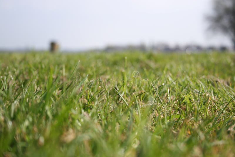 Het gras van de weide stock afbeelding. Image of ondiep - 4309511