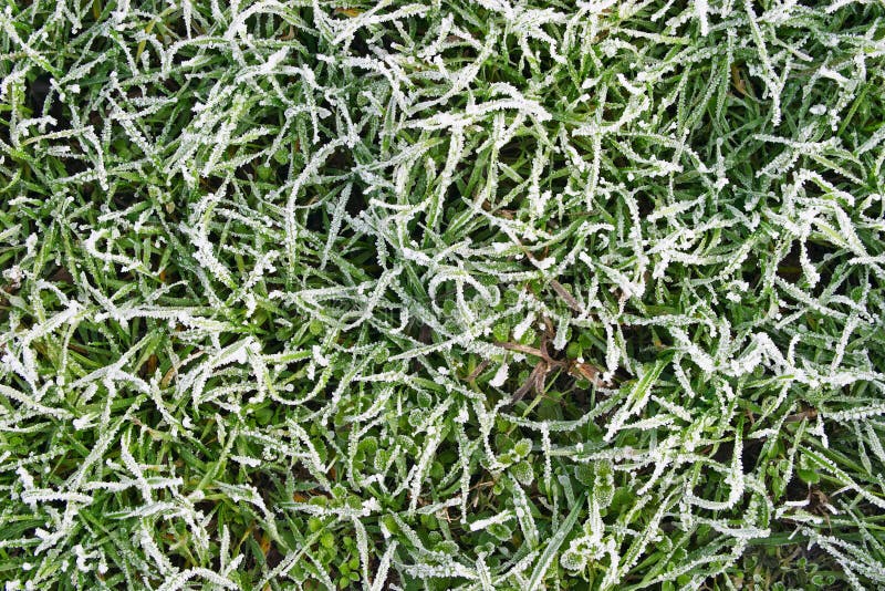 Het gras van de winter stock afbeelding. Image of verf - 320213