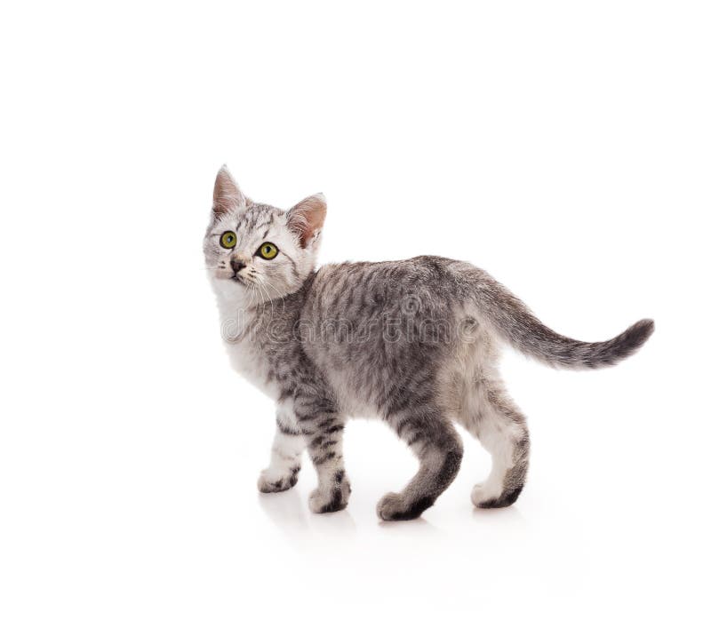 Het Grijze Gestreepte Katje Van De Gestreepte Katkat Stock Afbeelding ...