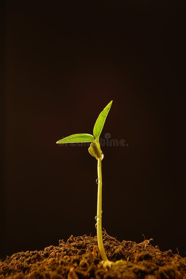 Groei stock foto. Image of groei, onafhankelijk, groen - 1142348