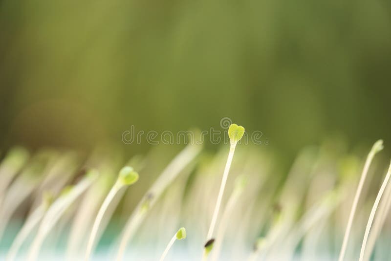 Het Groeien Microgreens Met Zaadblad of Zaadlob Stock Foto - Image of ...