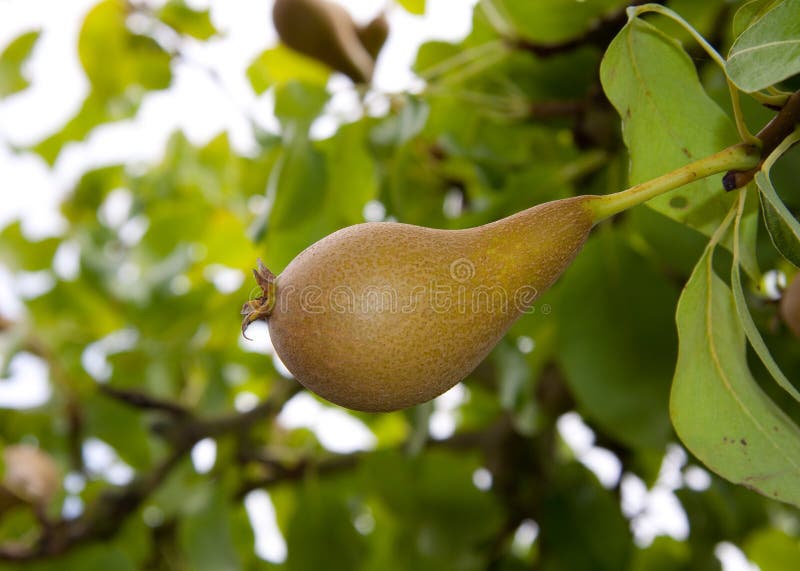 Peerboom stock afbeelding. Image of onrijp, tuin, bloesem - 24456049