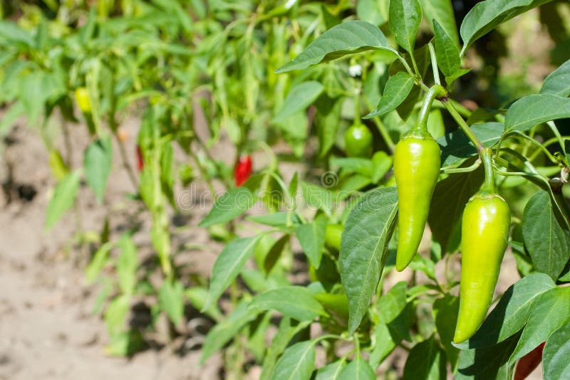 Spaanse Peper Het Groeien in Mijn Tuin Stock Foto - Image of groenten ...