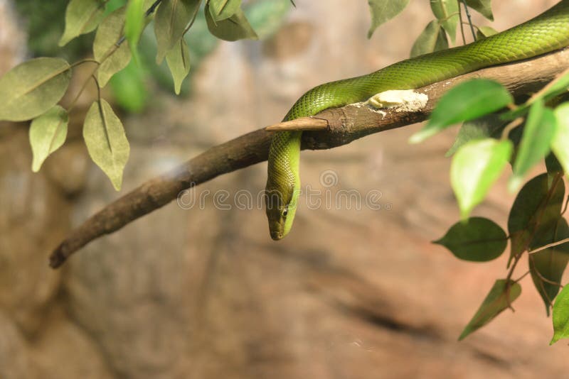 Groene boomslang stock afbeelding. Image of schalen, groen - 29737763