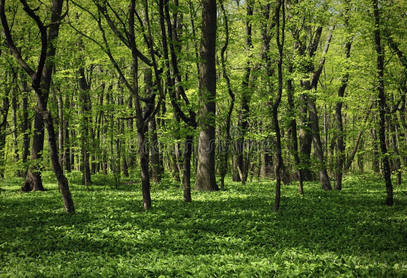 De De Lentezon Die in Het Bos Glanzen Stock Foto - Image of lente ...
