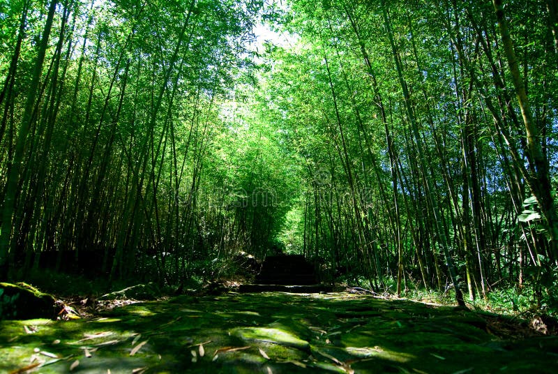 Bamboe bossen stock foto. Image of vrede, milieu, groen - 22415492