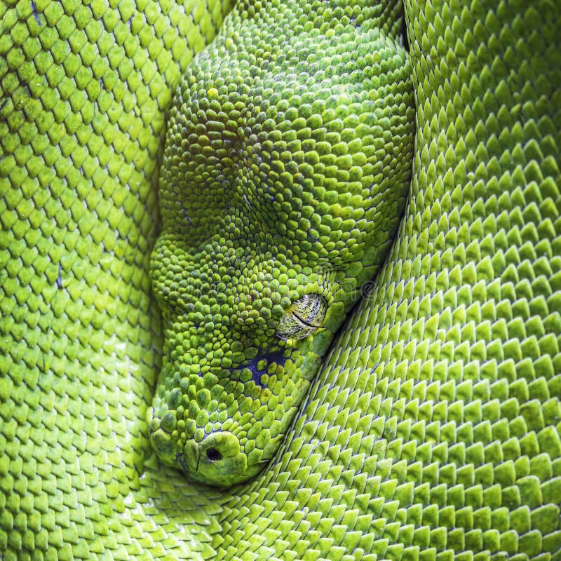 Het Groene Oog Van De Boompython Stock Afbeelding - Image of boom ...