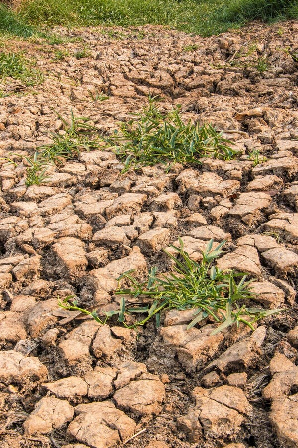 Het Grondwater in Uitgedroogd Stock Foto - Image of dood, milieu: 73879138