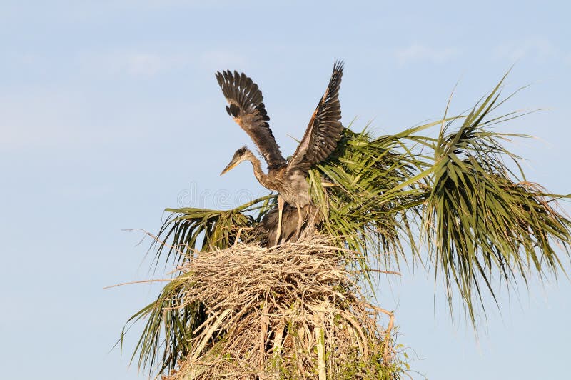 Jonge blauwe reiger stock foto. Image of groot, vlucht - 23687968