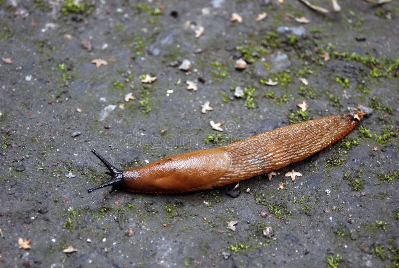 Het Grote Bruine Rupsband Crawing Op De Grondclose-up Stock Afbeelding ...