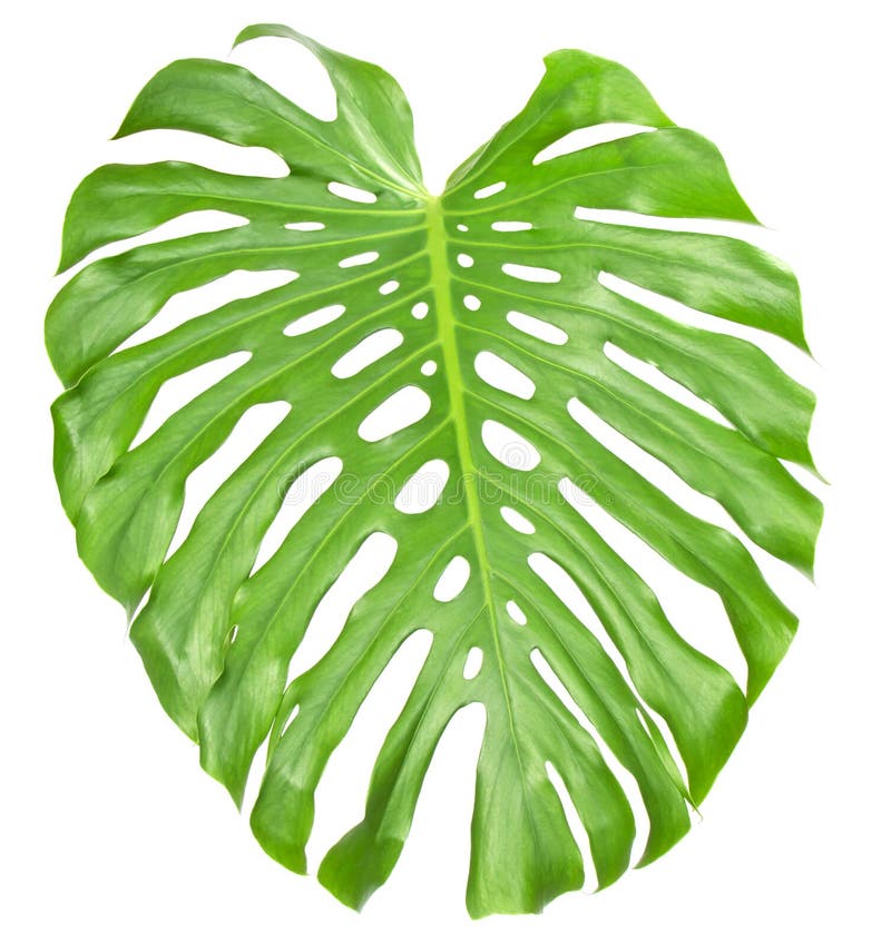 Het Grote Groene Blad Monstera Stock Foto - Image of bloesem, bloem ...
