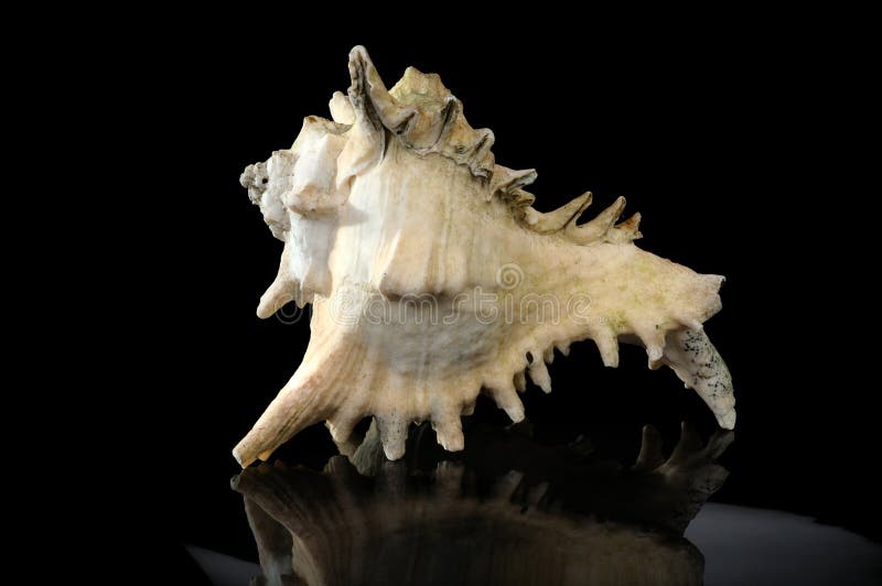 Het Grote Weekdier Isoleert Op Zwarte Stock Afbeelding - Image of ...