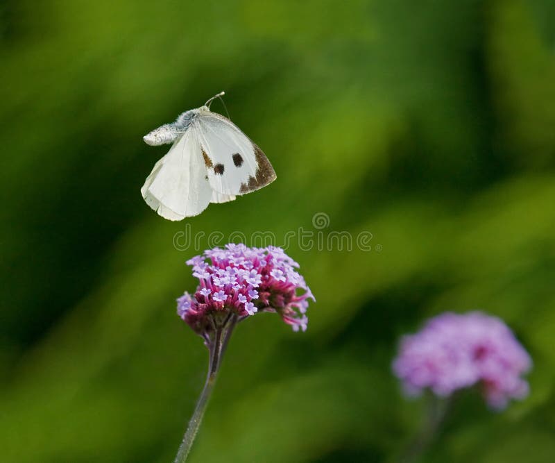Het Grote Witte Vliegen Van De Vlinder Stock Foto - Image of maaien ...