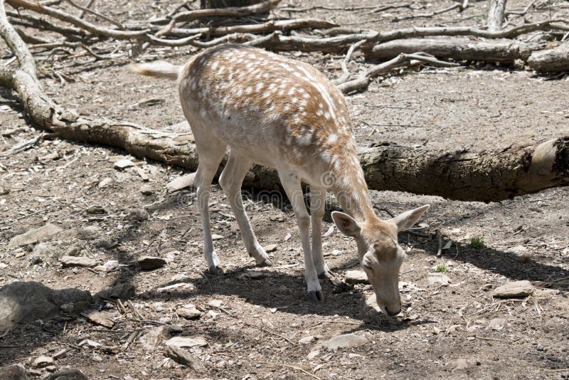 Herten die Hooi eten stock foto. Afbeelding bestaande uit vertebrate ...