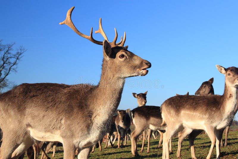 Het hert en stock afbeelding. Image of nave, wild, mannetje - 28420537
