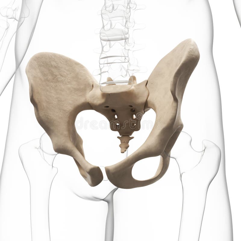 Het heupbeen stock illustratie. Illustration of skeletachtig - 34165009