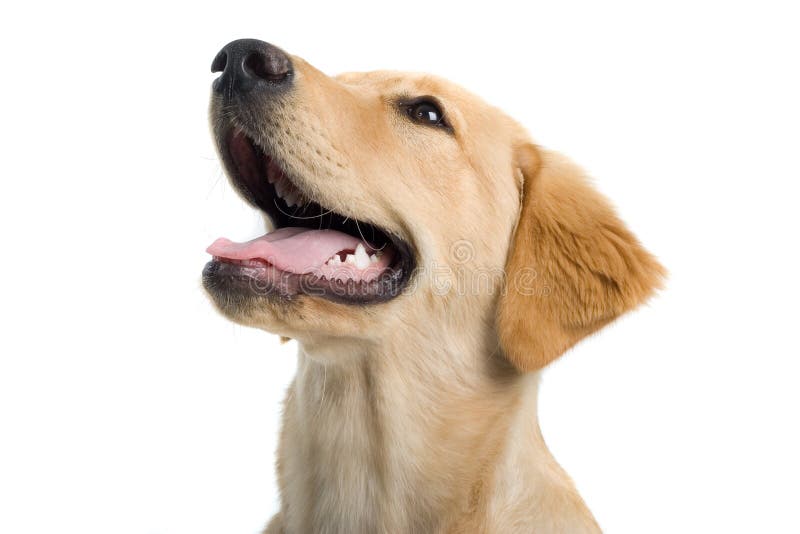 Het Hijgen Het Hoofd Van De Hond Stock Foto - Image of canis, huisdier ...