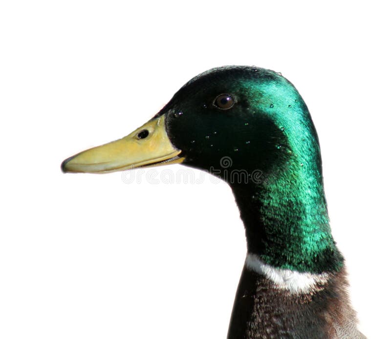 Het Hoofd Van De Eend Van De Wilde Eend Stock Afbeelding - Image of ...