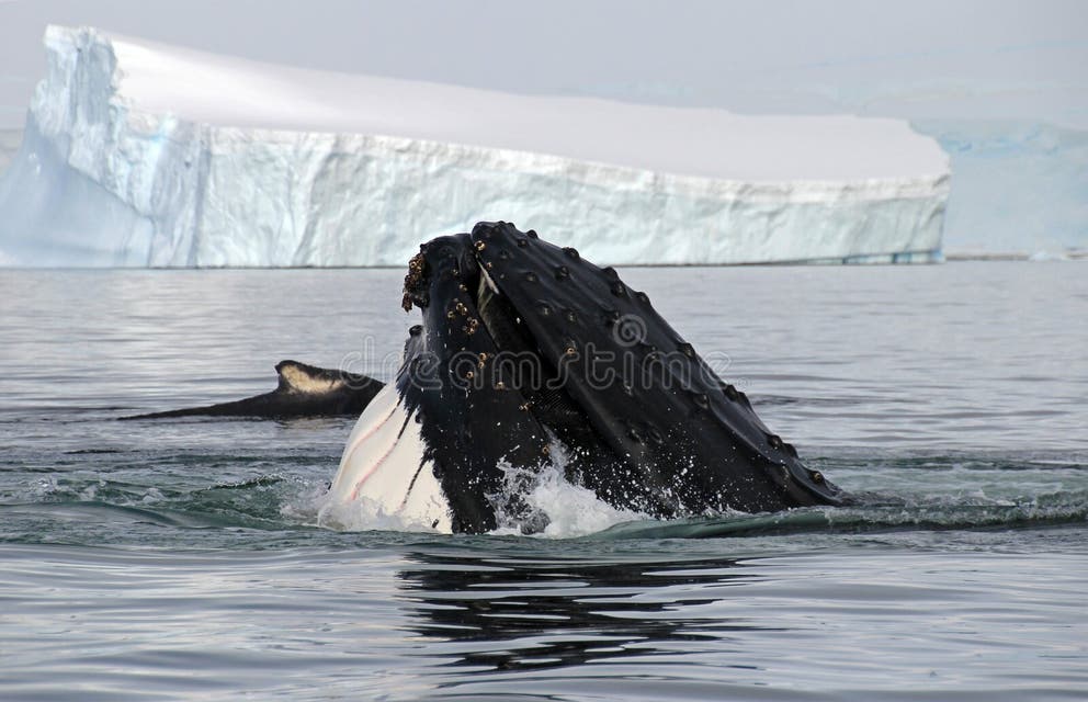 Het Hoofd Van De Gebocheldewalvis Stock Afbeelding - Image of minke ...