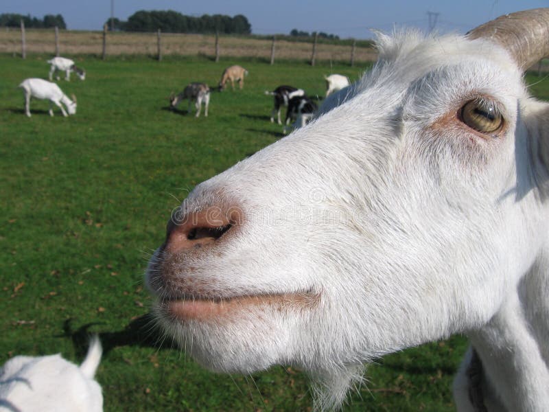 Geit stock foto. Image of geiten, dier, geit, neus, sluit - 72538176