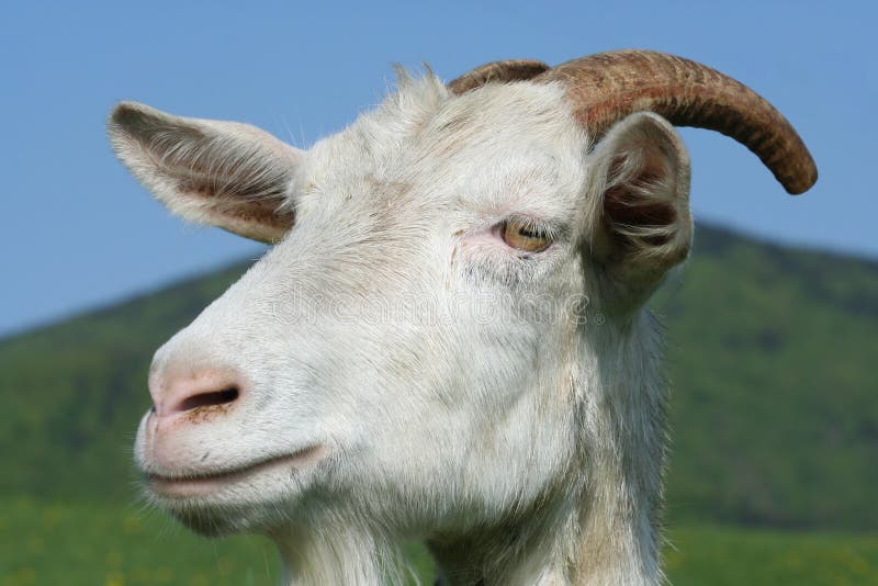 Het hoofd van de geit stock afbeelding. Image of platteland - 5781097