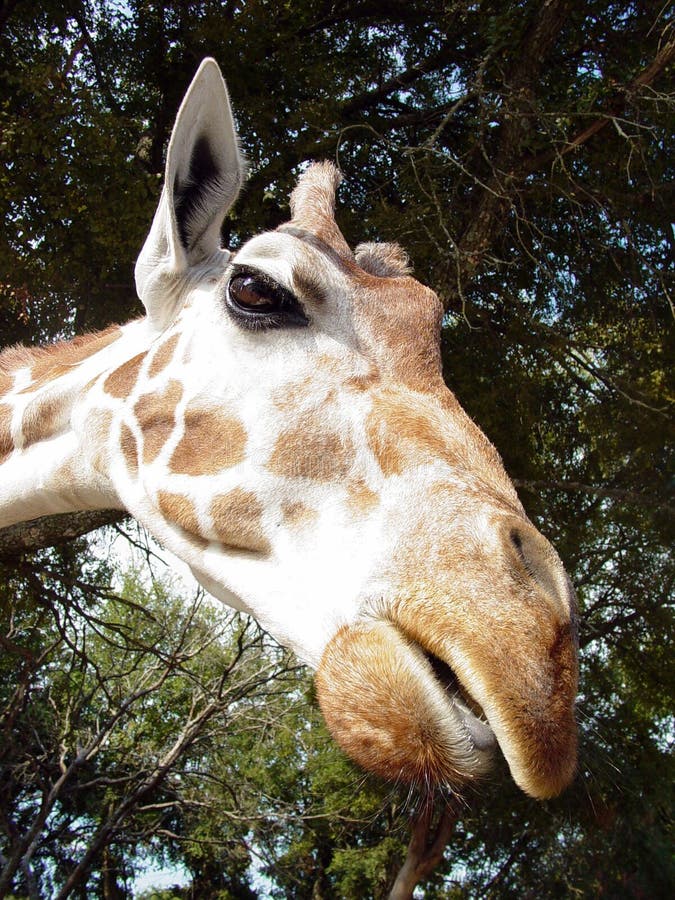 Het Hoofd van de giraf stock foto. Image of lang, hoofd - 426338