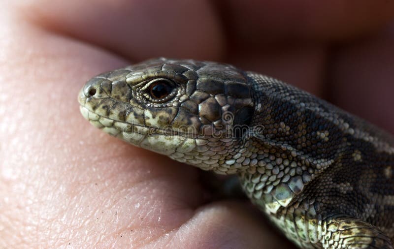 Hagedis stock foto. Image of wild, huisdier, reptiel, gevormd - 136466