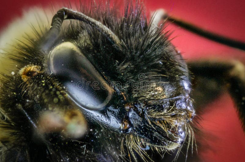 De Macro Geïsoleerdeb Mening Van De Hommel Stock Afbeelding - Image of ...