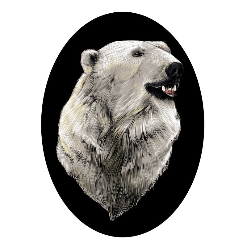 Het hoofd van de ijsbeer vector illustratie. Illustration of gezicht ...