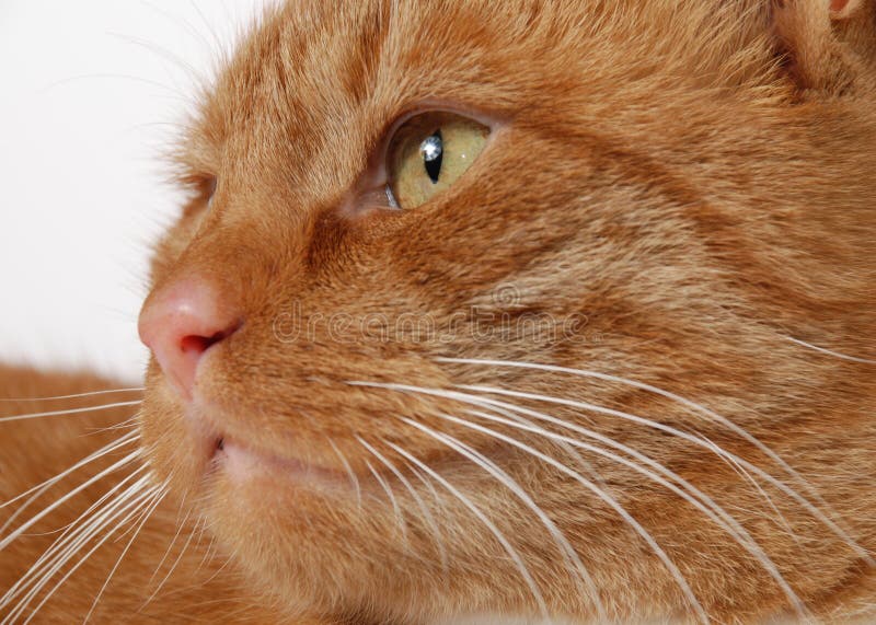 Het hoofd van de kat stock foto. Image of binnenlands - 4033544