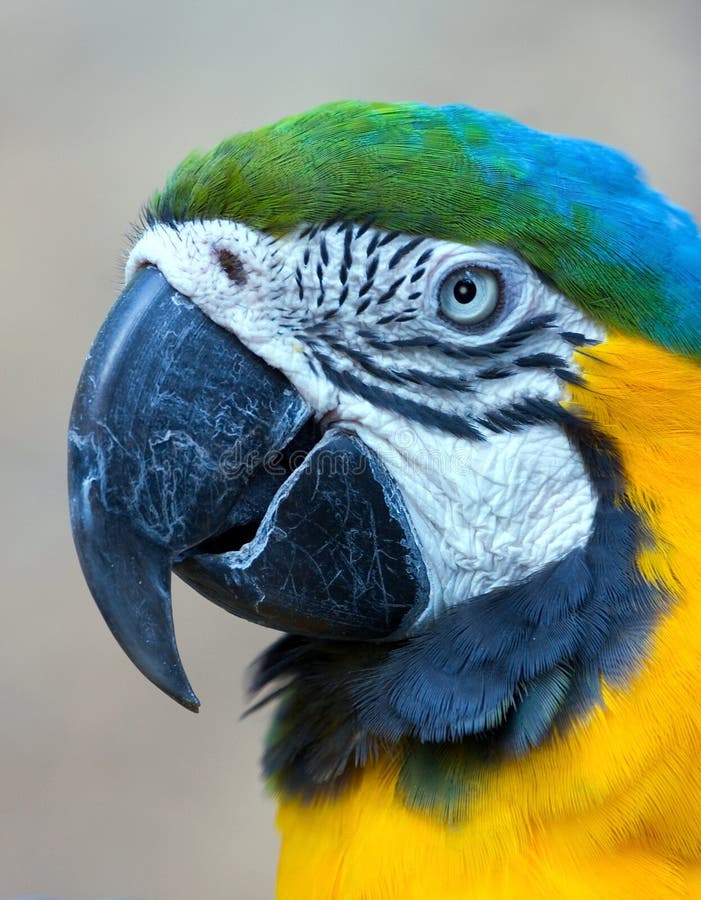 Het Hoofd van de papegaai stock foto. Image of veren, dierentuin - 1563814