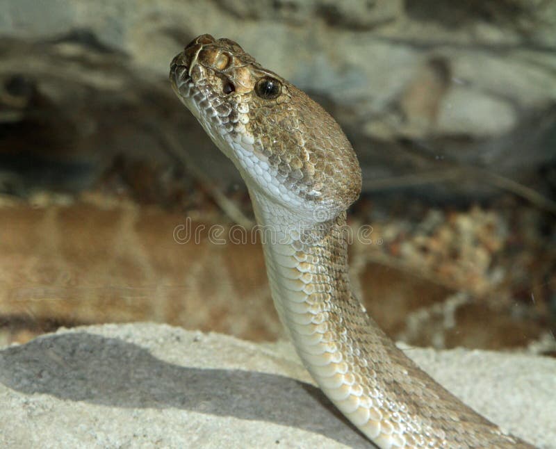 Het Hoofd Van De Ratelslang Stock Afbeelding - Image of woestijn, huid ...
