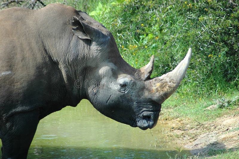 Het hoofd van de rinoceros stock afbeelding. Image of grijs - 1172111