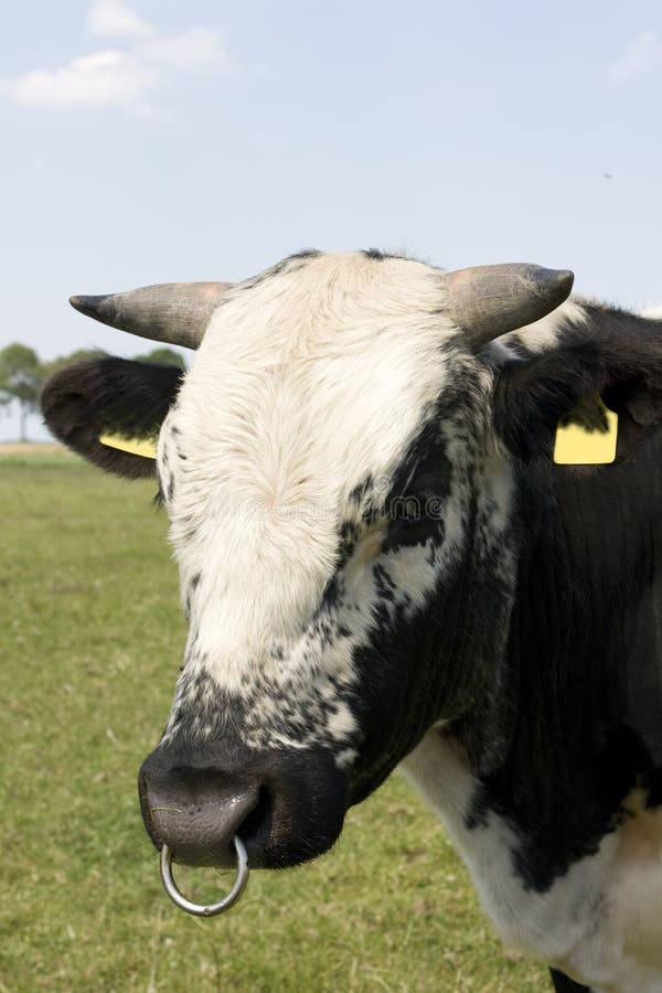 Stierenkop met ring stock foto. Image of woest, weiland - 25639576