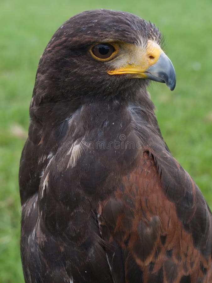 Het Hoofd Van De Valk Stock Foto's - Afbeelding: 18691513