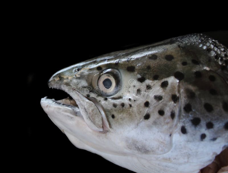 Zalmkop stock afbeelding. Image of geïsoleerd, zalm, olieachtig - 2687827