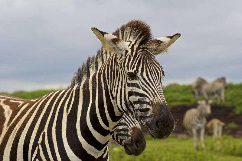Het Hoofd Van De Zebra, Safaripark in Zuid-Afrika Stock Foto - Image of ...
